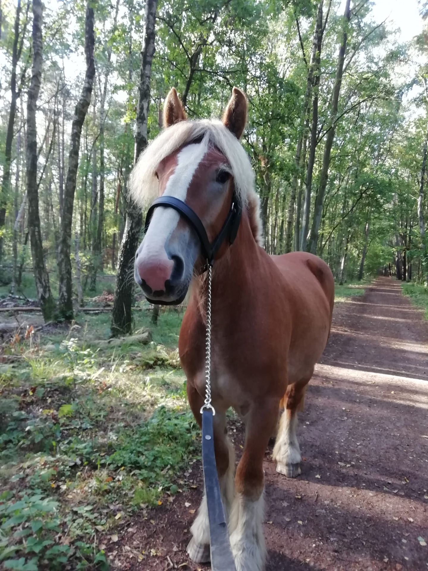 Equi Hoof Care, paarden, borstels